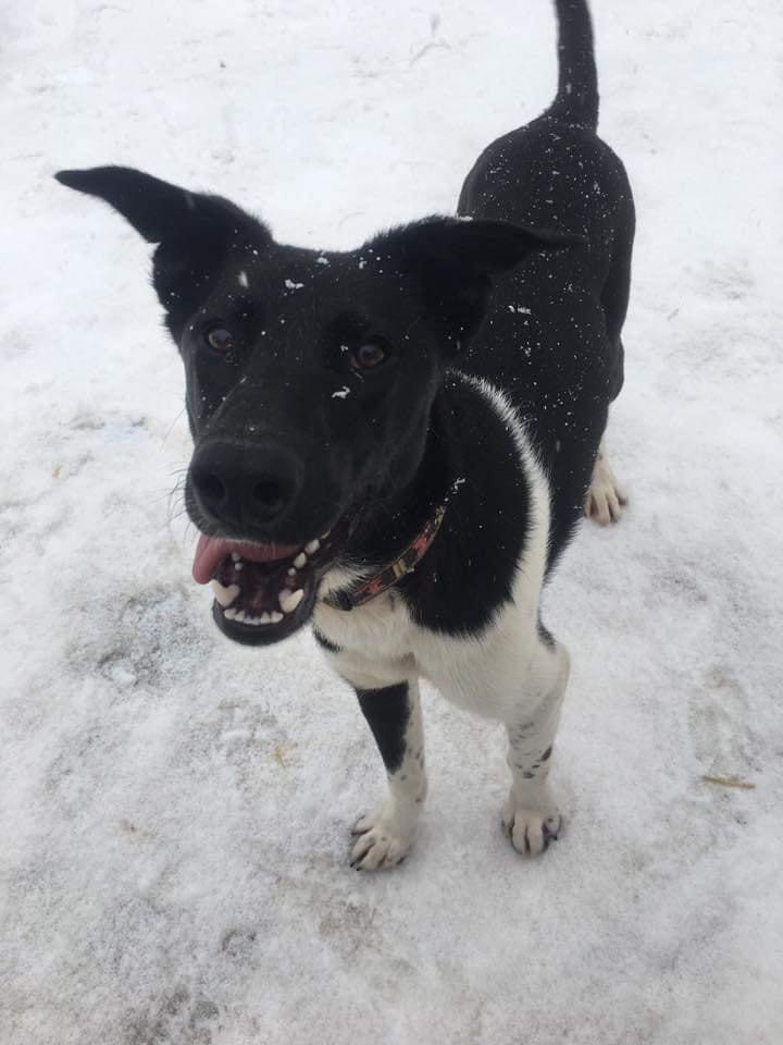 Sponsor A Diva – Diva Dogs Racing